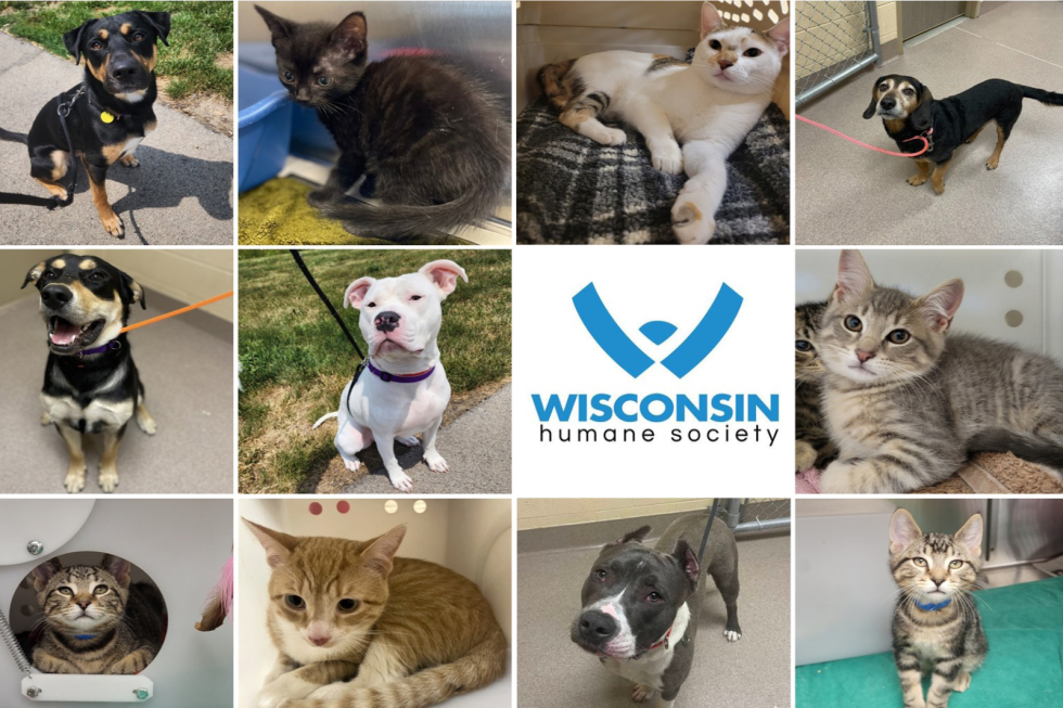 The Wisconsin Humane Society Kenosha Campus Opens Up Adoptions June 26