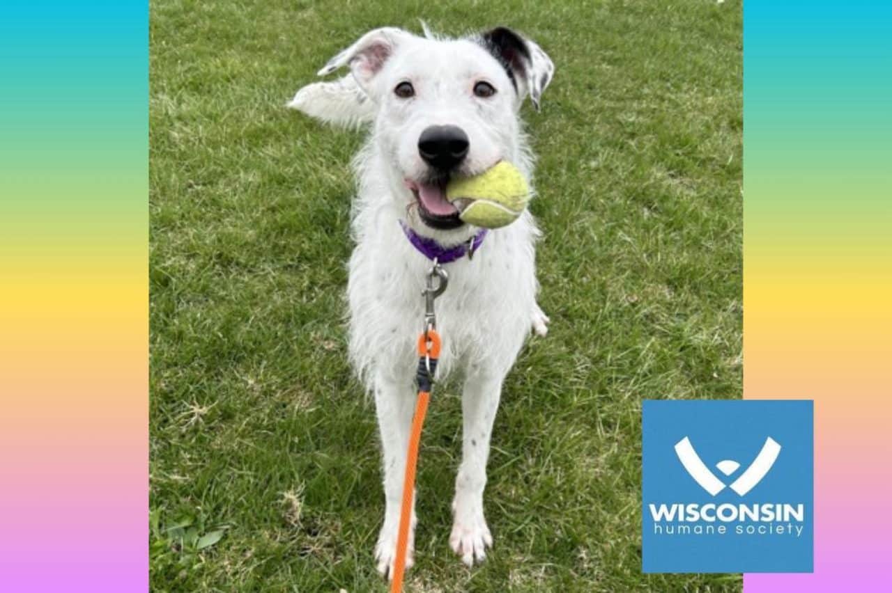 Kenosha.com's Pet of the Week: Scruffy! - Kenosha.com