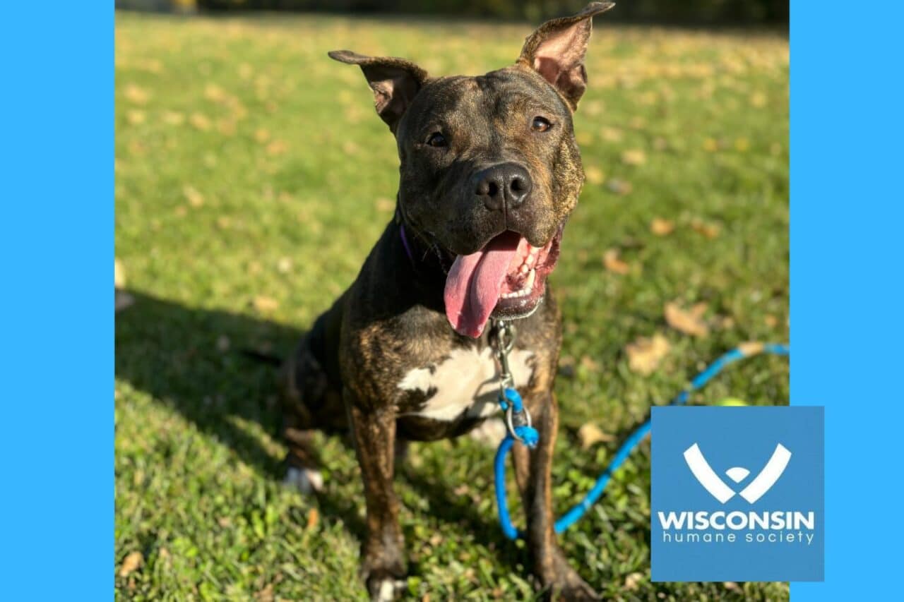Kenosha.com's Pet of the Week: Duke! - Kenosha.com