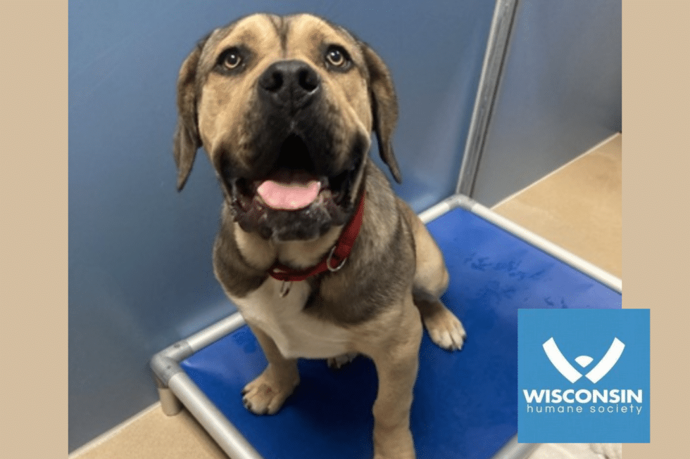 Kenosha.com's Pet of the Week: Ghost - Kenosha.com