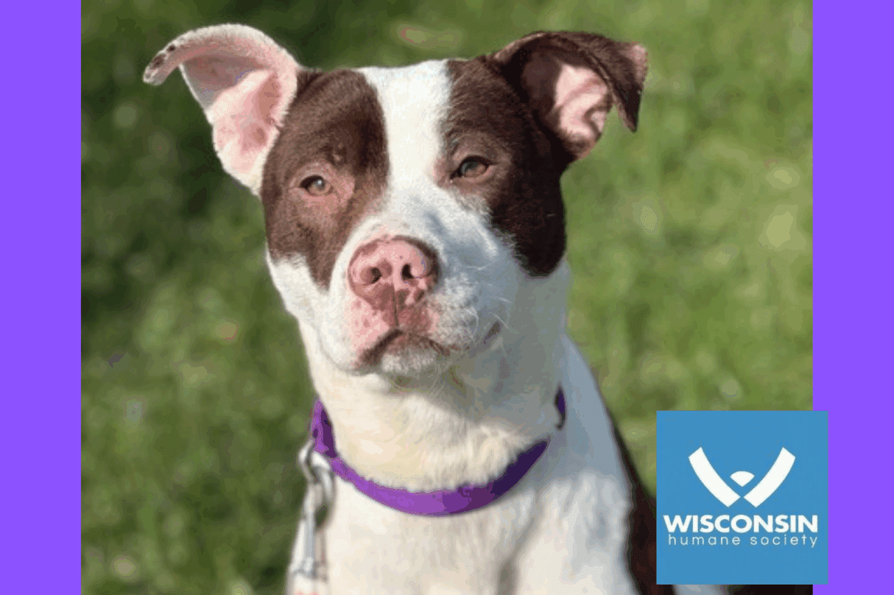 Kenosha.com’s Pet of the Week: Honey Bee - Kenosha.com