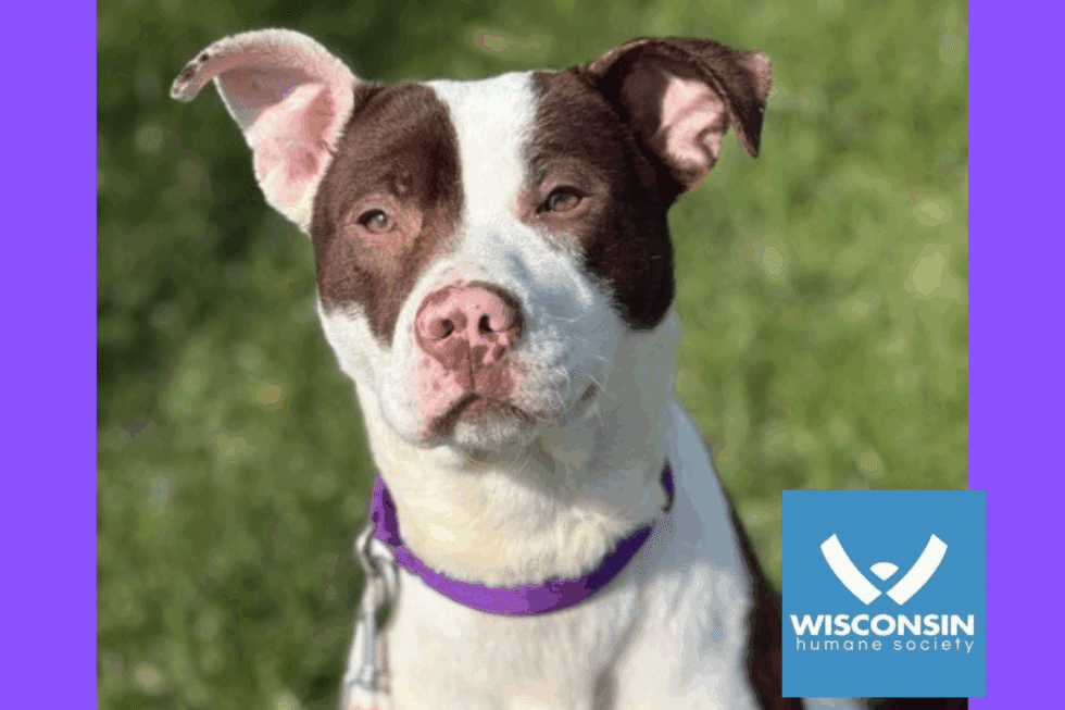 Kenosha.com's Pet of the Week: Honey Bee - Kenosha.com
