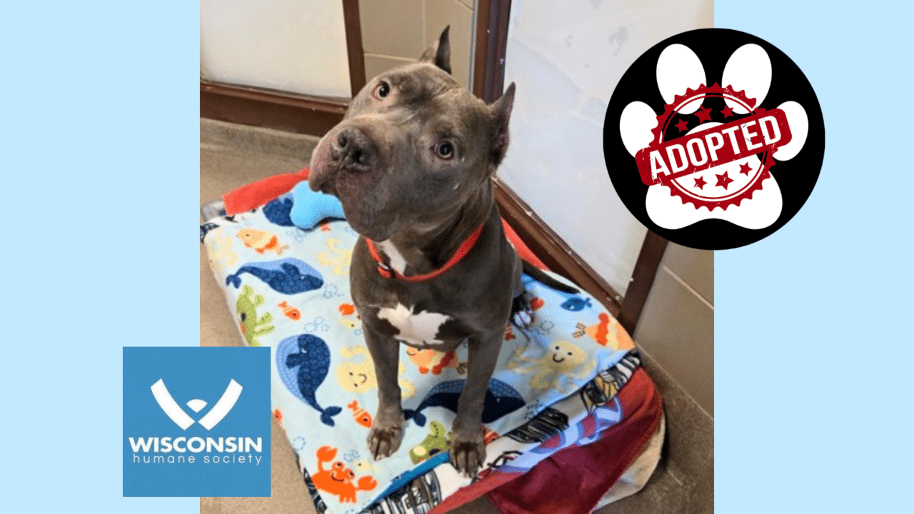 Kenosha.com's Pet of the Week: Peru - Kenosha.com