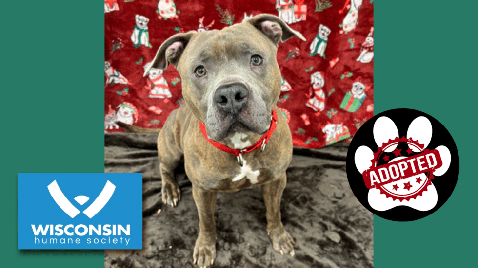 Kenosha.com's Pet of the Week: Plutonium - Kenosha.com